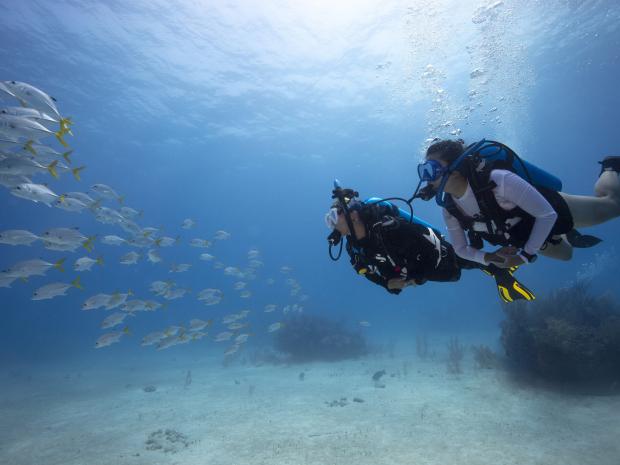 Diver Membership | PADI